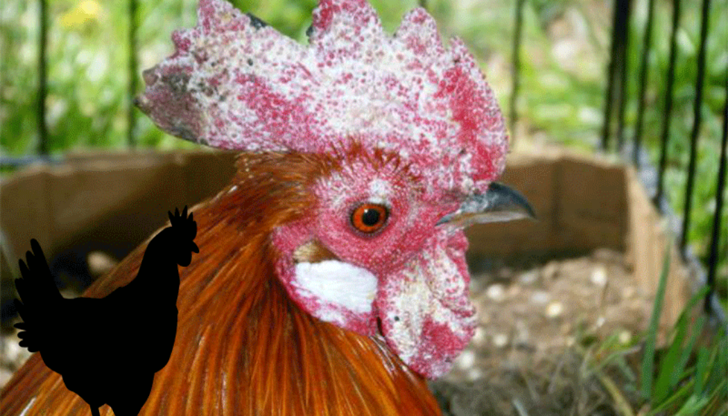 Fungal Infections Found In Poultry | Large CC